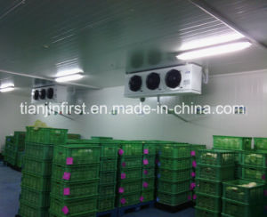 Frozen Cold Room for Meat and Fish/Cold Storage for Meat - Coowor.com